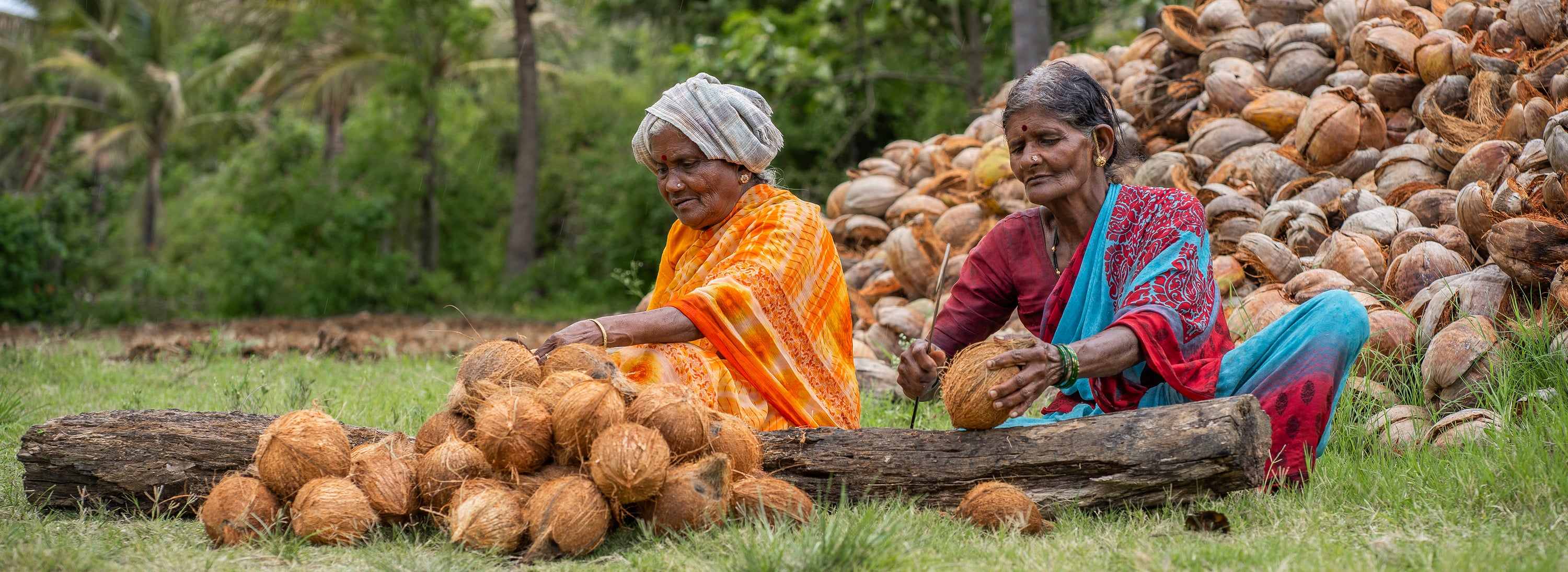 How We Change Lives Through Coconut Farming | TENGIN – TENGIN.IN